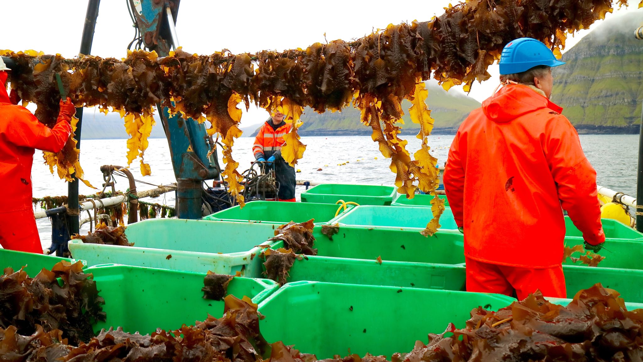 Harvesting cultivated seaweed with Ocean Rainforest | Macro Cascade