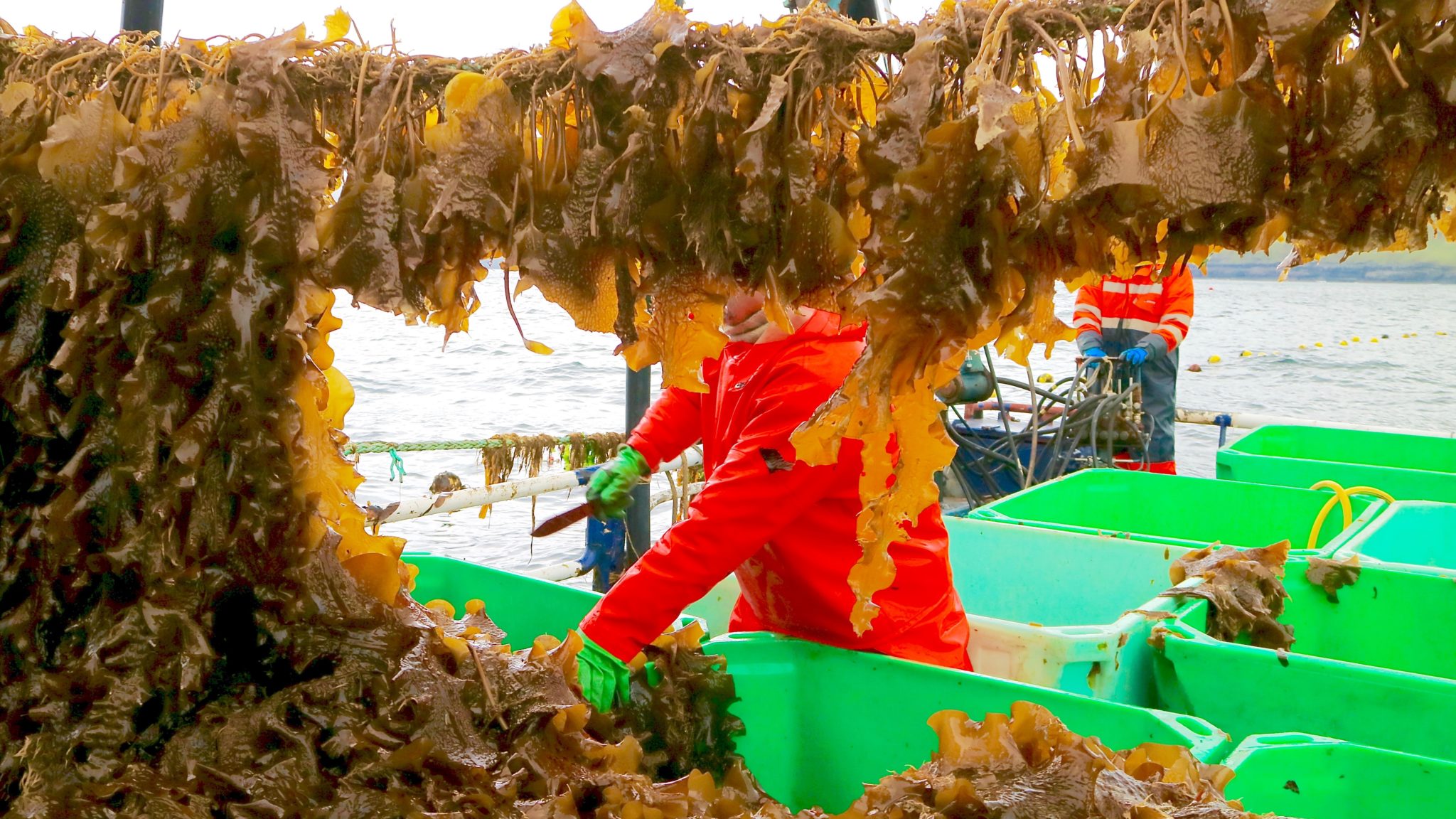 Harvesting cultivated seaweed with Ocean Rainforest | Macro Cascade
